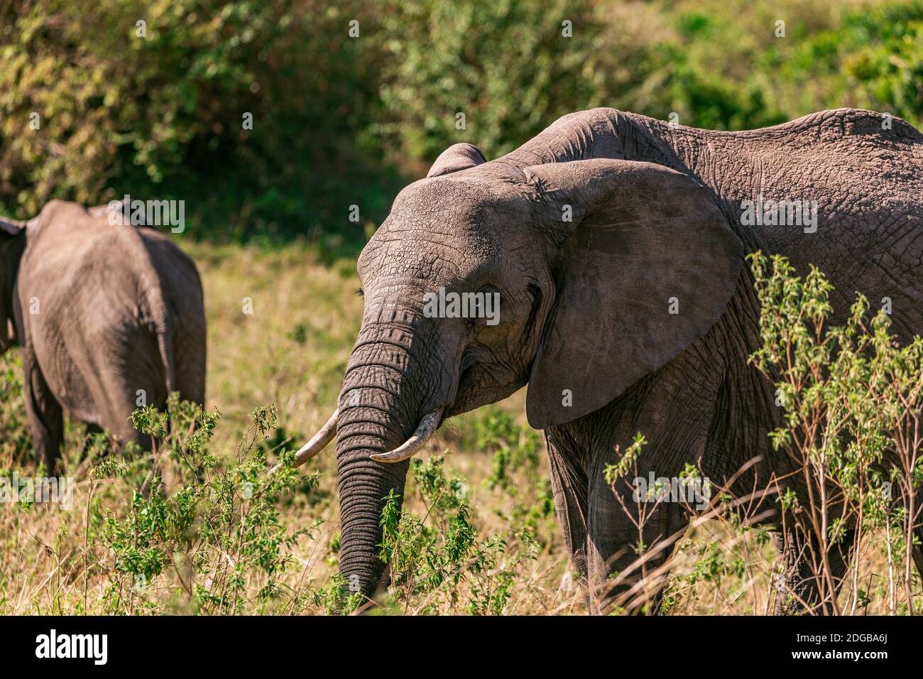 Wildlife Animals At The Maasai Mara National Reserve Park In Narok ...