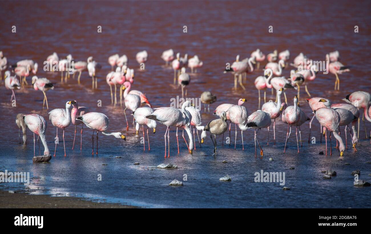 Oiseaux roses hi-res stock photography and images - Alamy