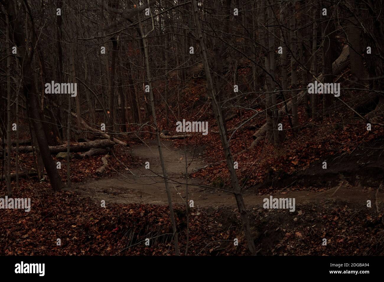 Moody forest pathway hi-res stock photography and images - Alamy