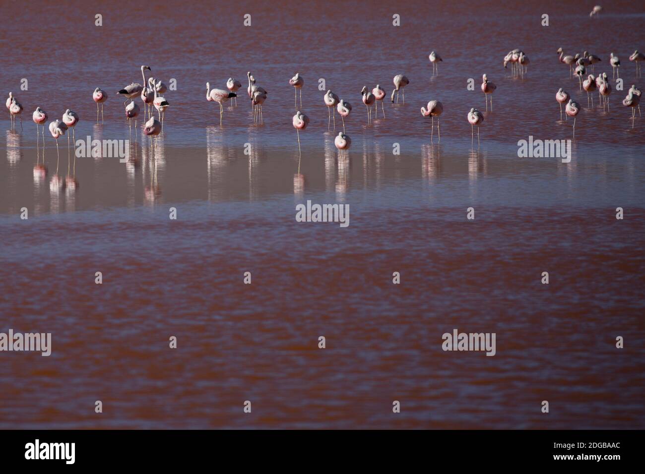 Flamants roses hi-res stock photography and images - Alamy
