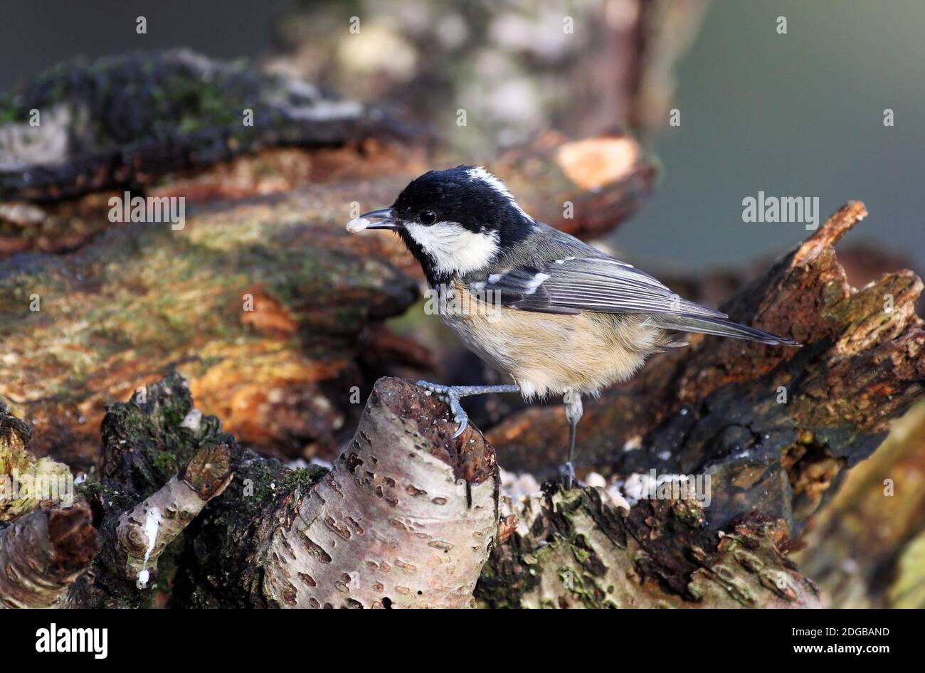 Coal Tit - Periparus ater Stock Photo - Alamy