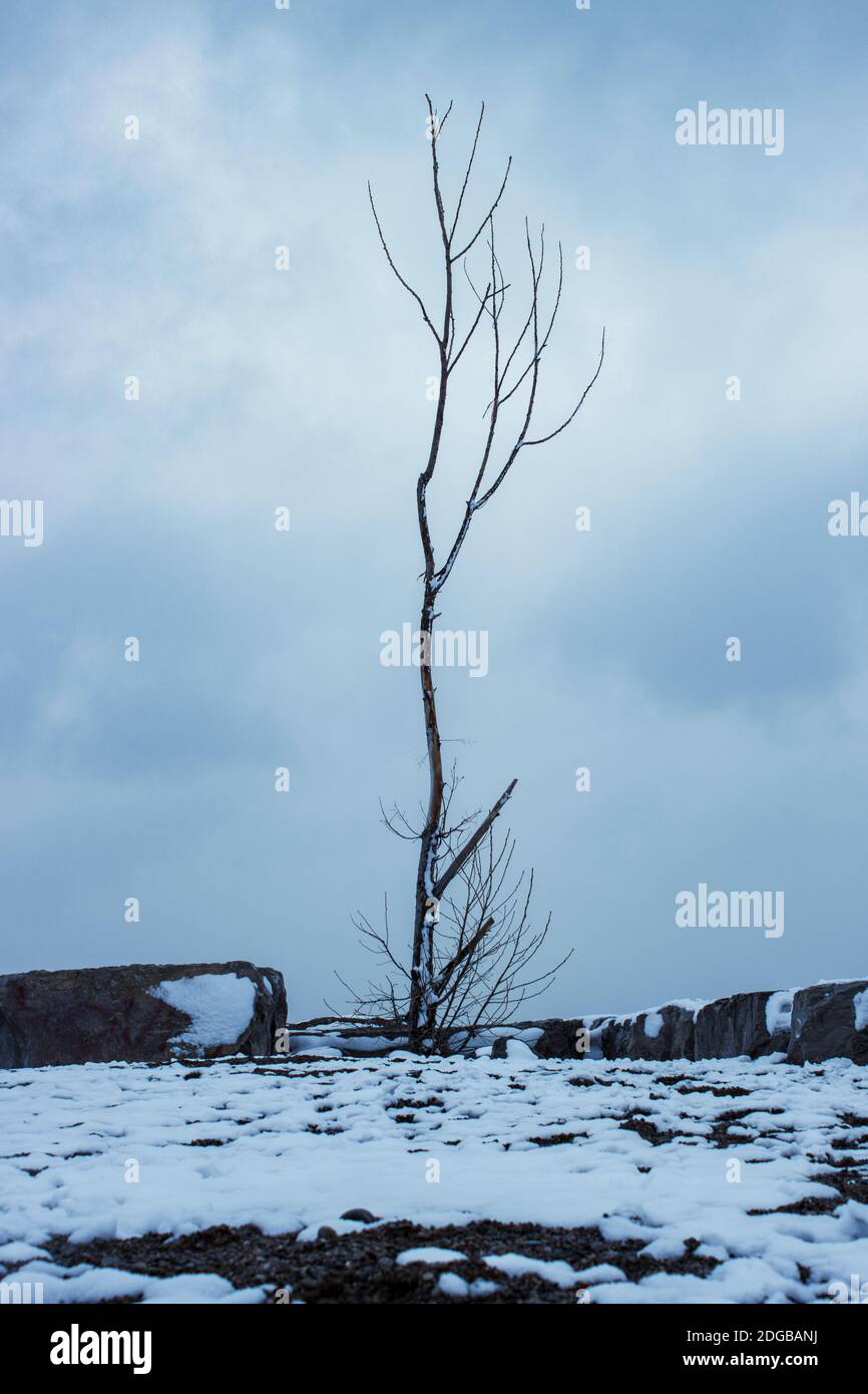 Tree in winter Stock Photo - Alamy