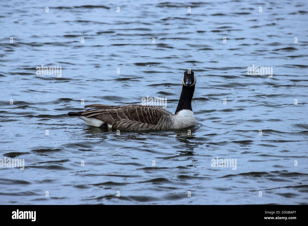 Cobra chicken hi-res stock photography and images - Alamy