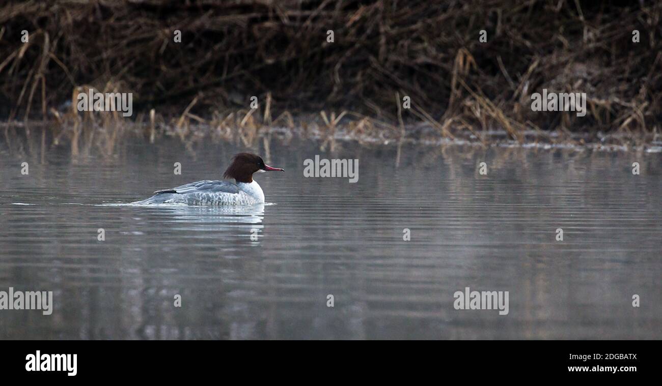 Harle bievre hi-res stock photography and images - Alamy