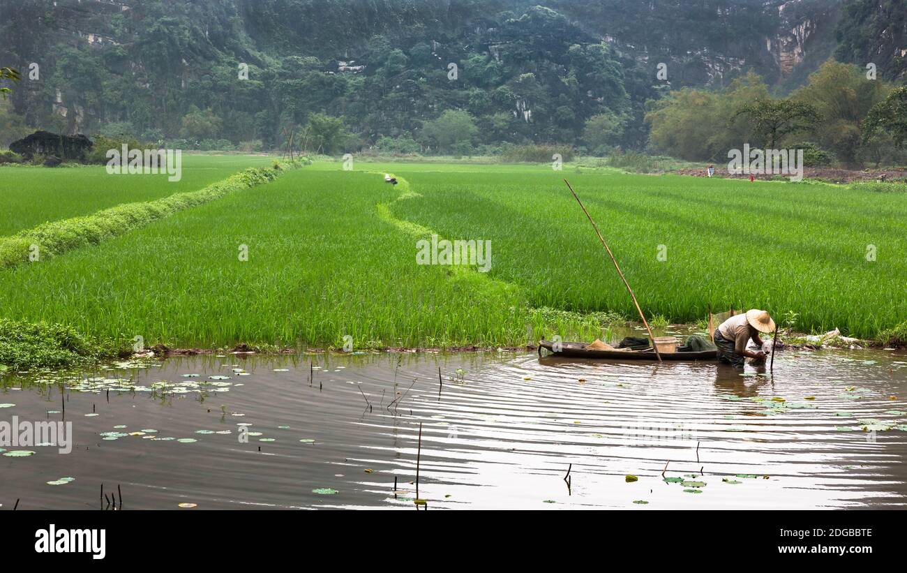Rice Farmer Vietnam Stock Photo - Alamy