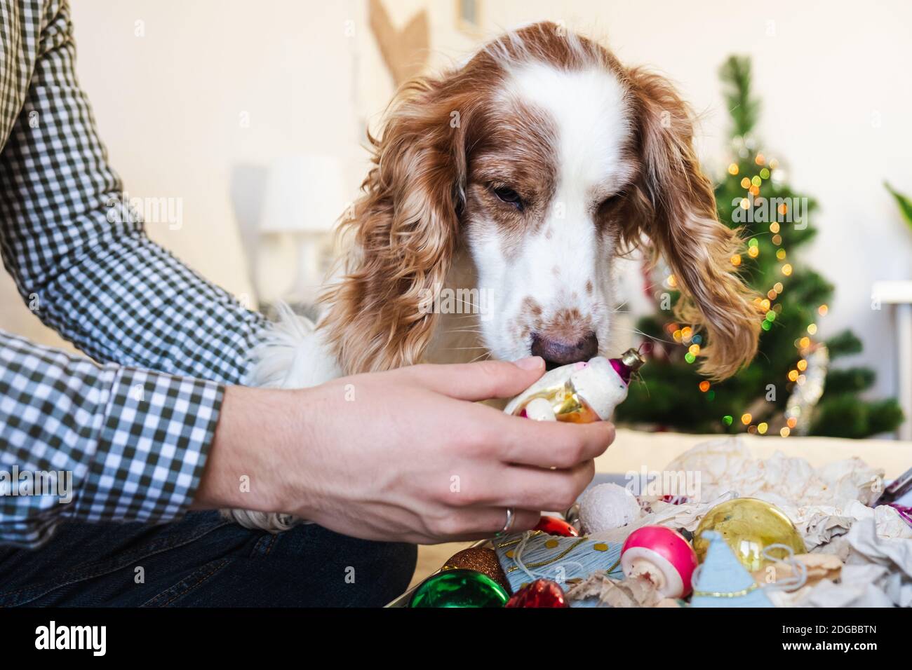 Looking at old christmas toys from childhood. Dog sniffs a vintage new ...