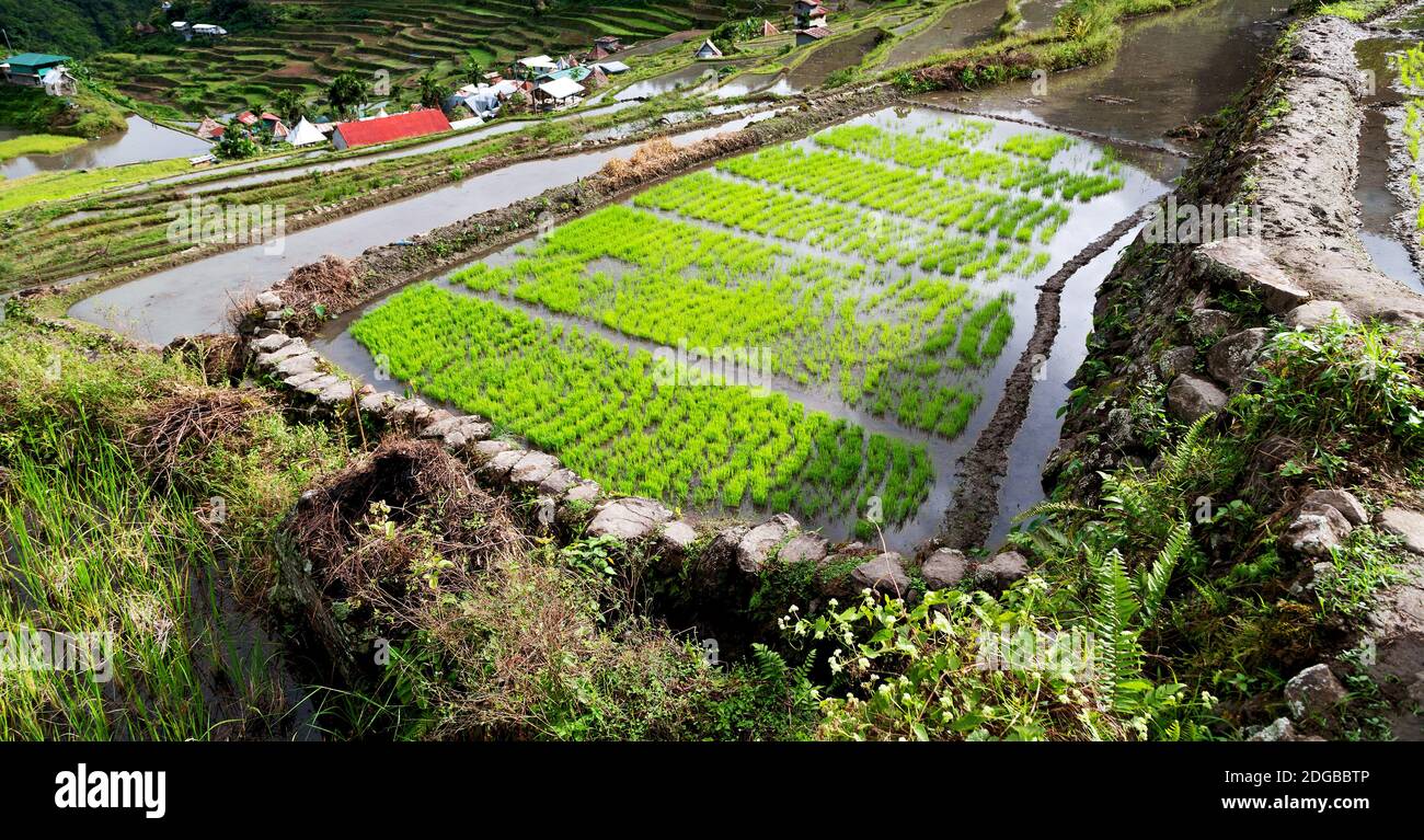 Terrace field for coultivation of rice Stock Photo - Alamy