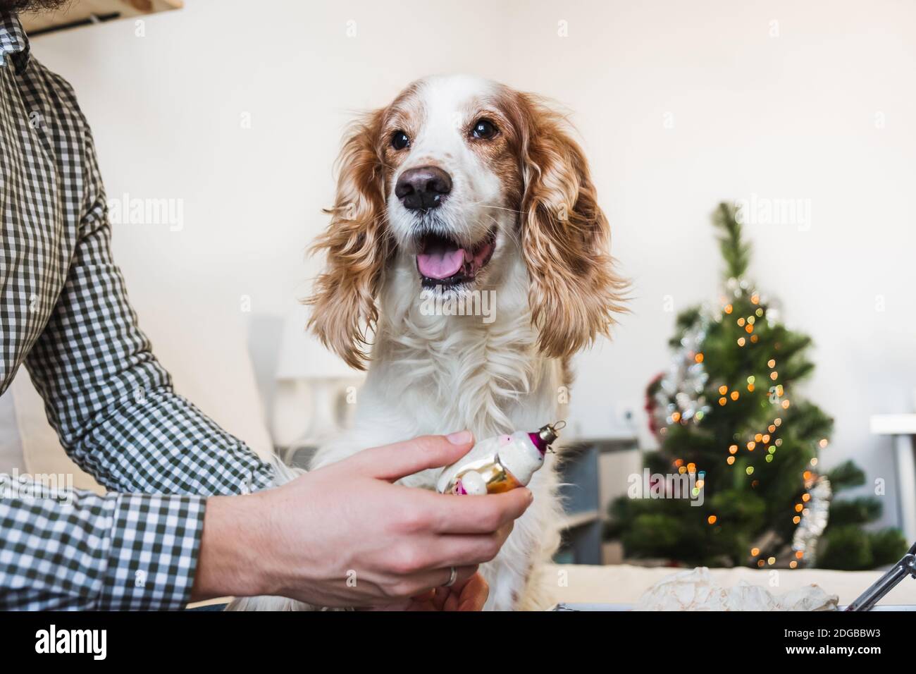 Dog next to christmas tree hi-res stock photography and images - Alamy