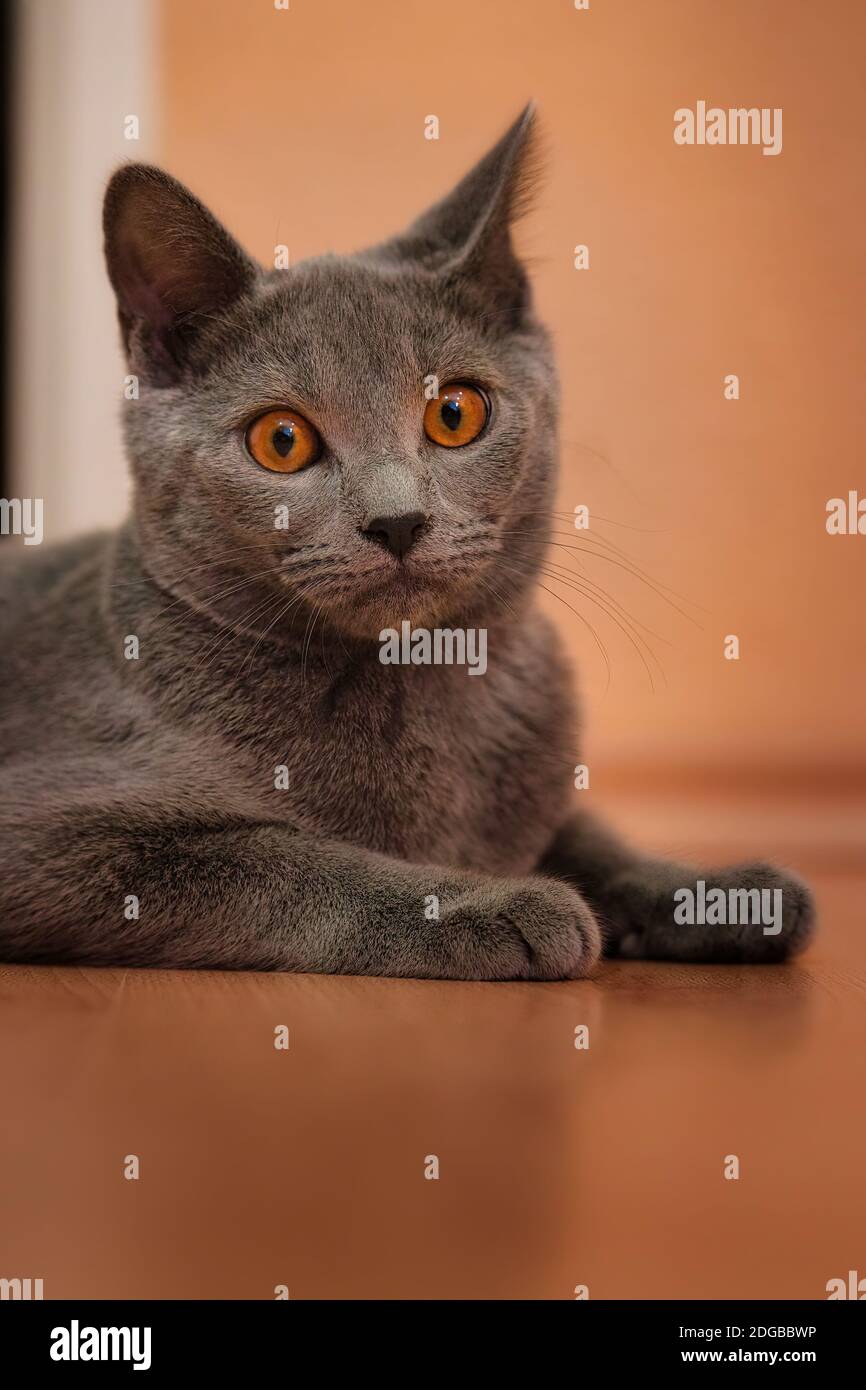 The Chartreaux is a pleasant and beautiful cat Stock Photo - Alamy