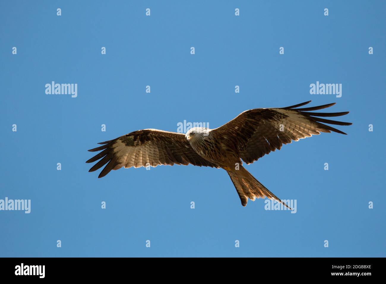 Milvus milvus milan royal hi-res stock photography and images - Alamy