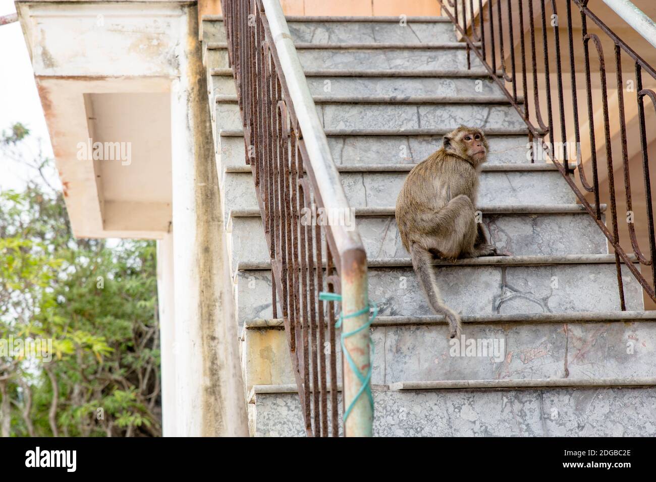 Monkey sitting on stairs Stock Photo - Alamy