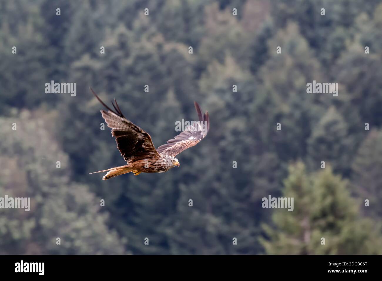 Milvus milvus milan royal hi-res stock photography and images - Alamy