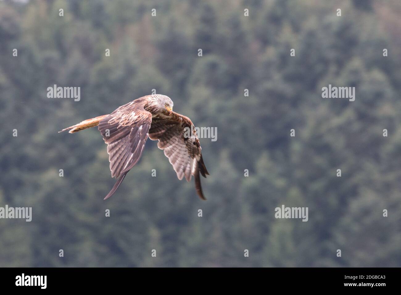 Milvus milvus milan royal hi-res stock photography and images - Alamy