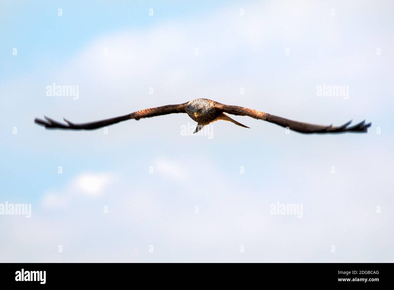 Milvus milvus milan royal hi-res stock photography and images - Alamy