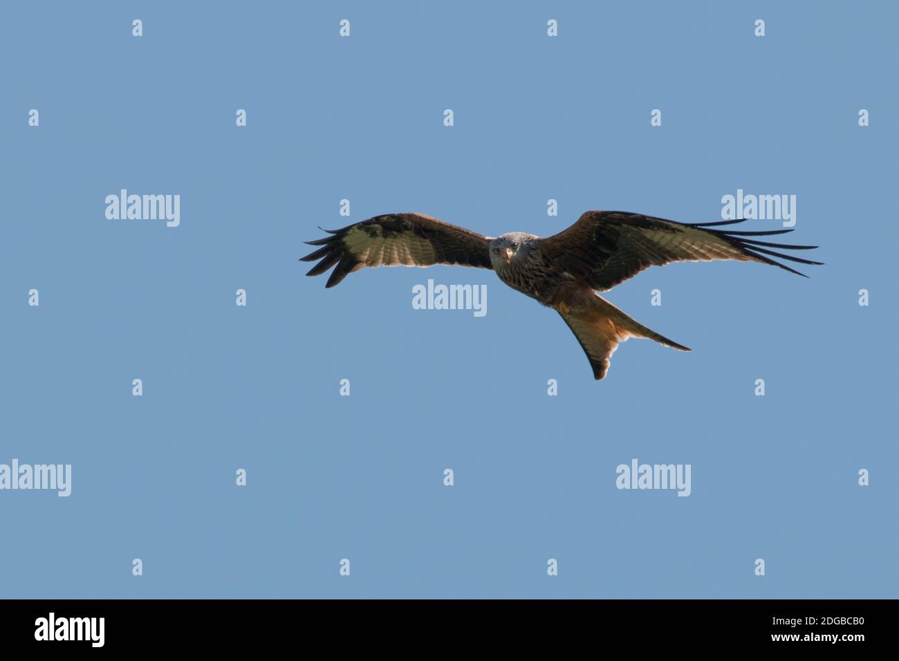 Milvus milvus milan royal hi-res stock photography and images - Alamy