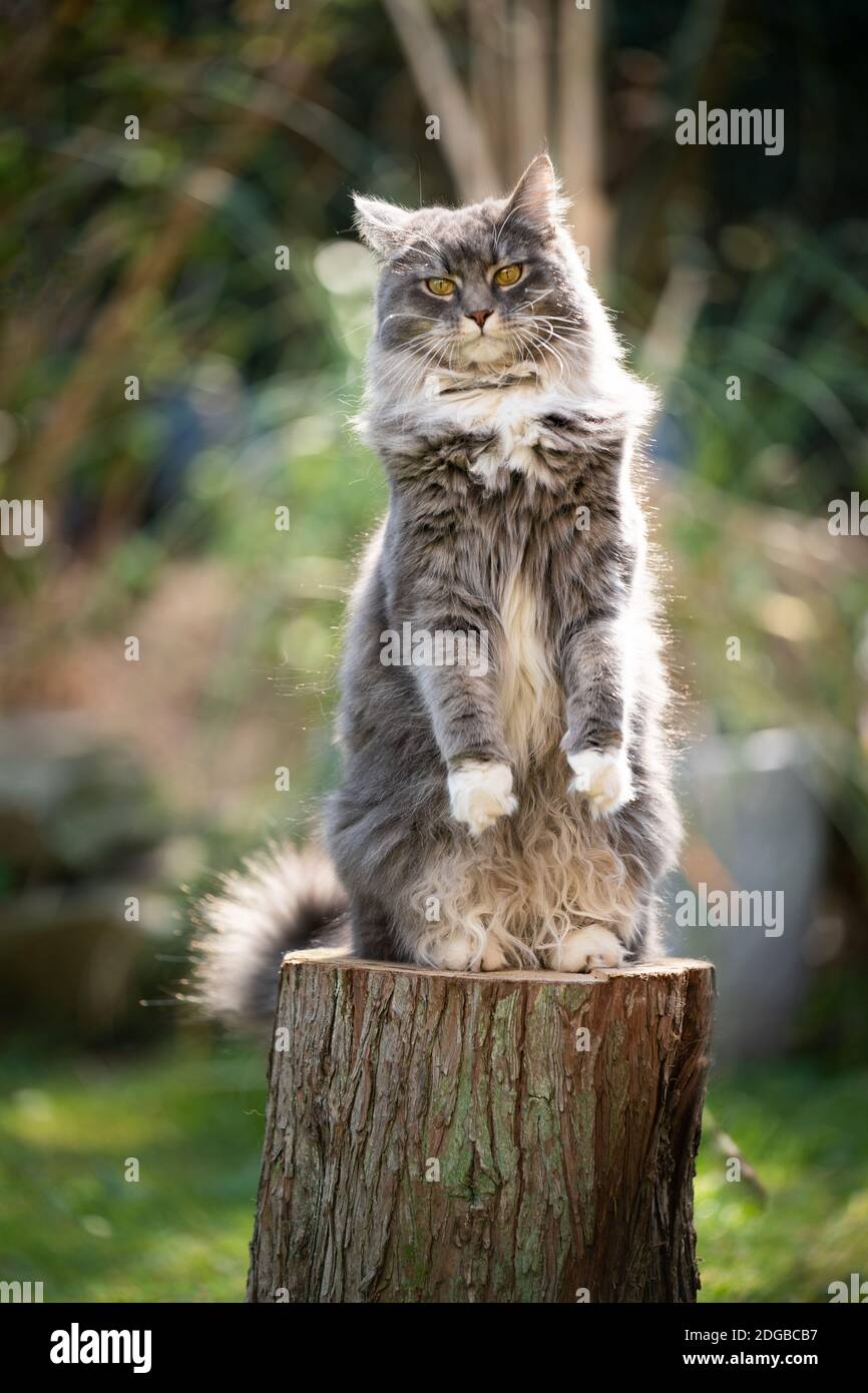 Blue tabby white maine coon cat rearing up standing on hind legs on ...