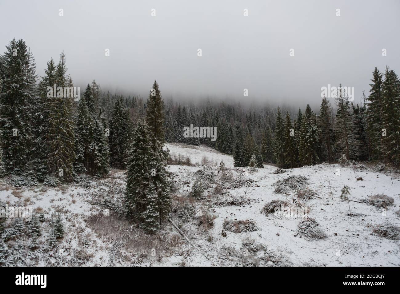 Pines in the snow hi-res stock photography and images - Alamy