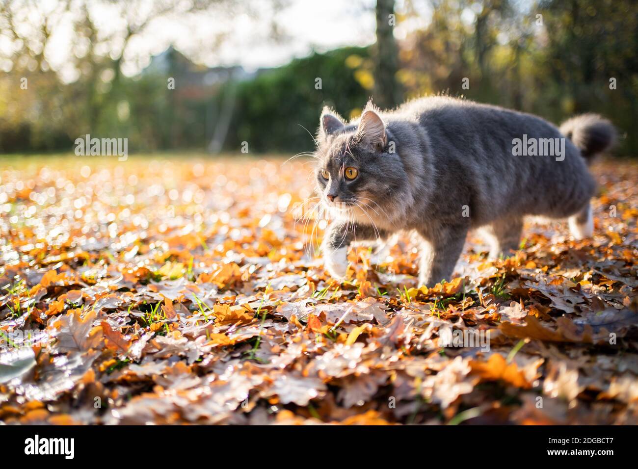 blue tabby maine coon cat walking on the lawn covered with autumn ...