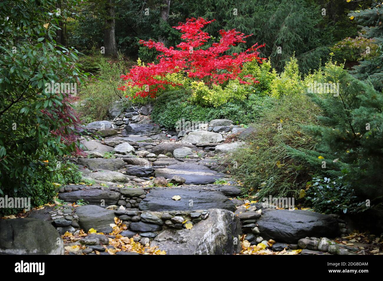 Stream bed forest during hi-res stock photography and images - Alamy