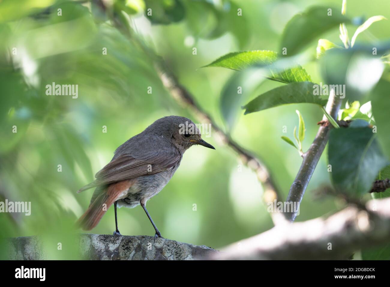 Rouge queue hi-res stock photography and images - Alamy