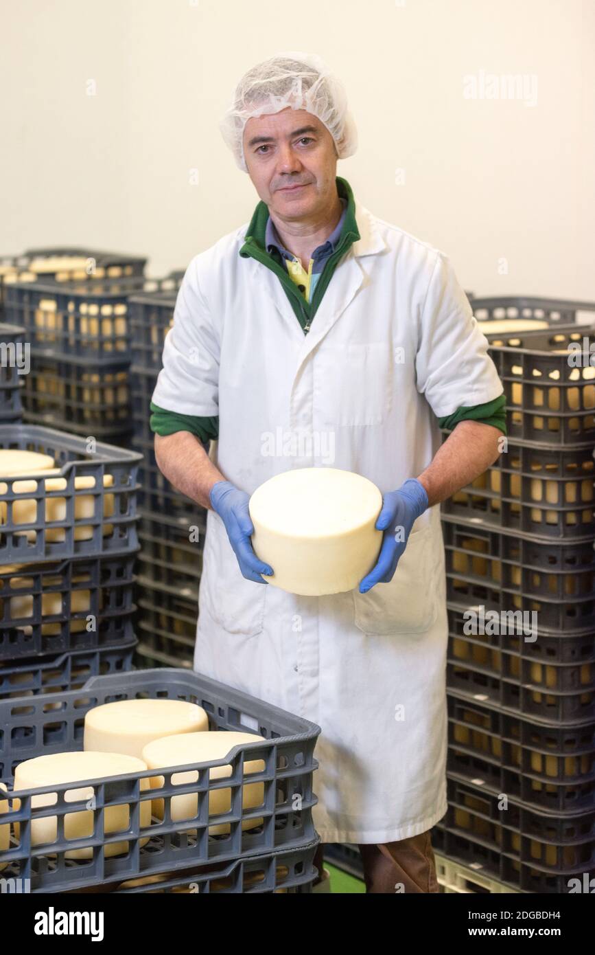 Cheese maker showing cheese wheel at the cheese storage Stock Photo - Alamy