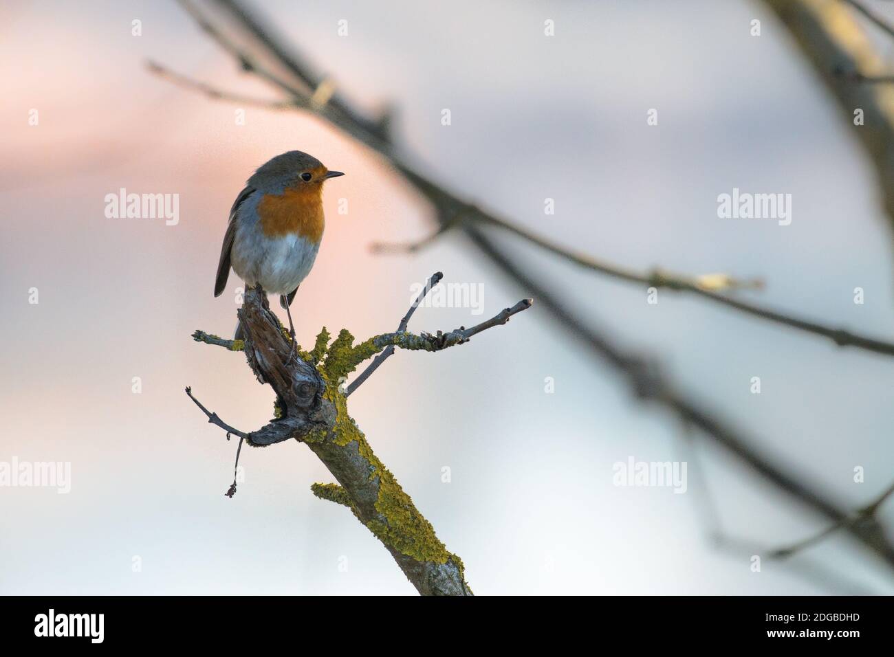 Rouge gorge hi-res stock photography and images - Alamy