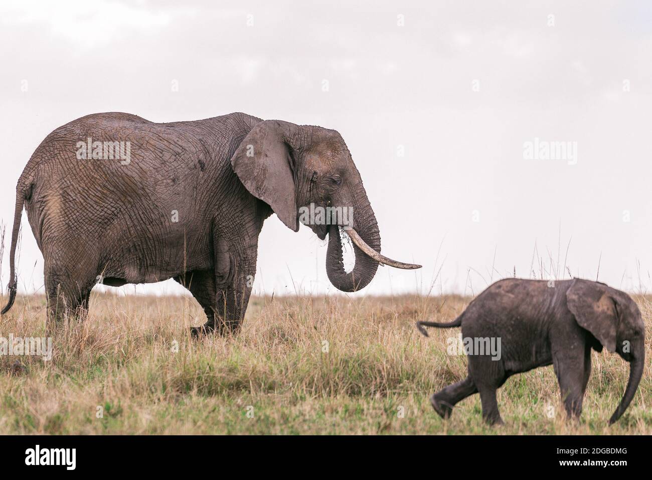 Wildlife Animals At The Maasai Mara National Reserve Park In Narok ...