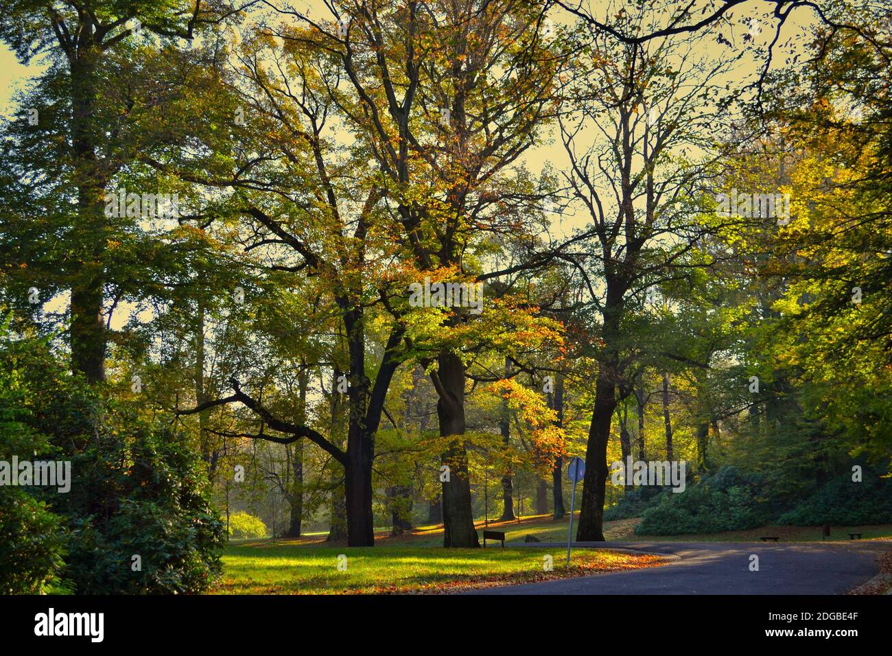Old park with huge beech trees Stock Photo - Alamy