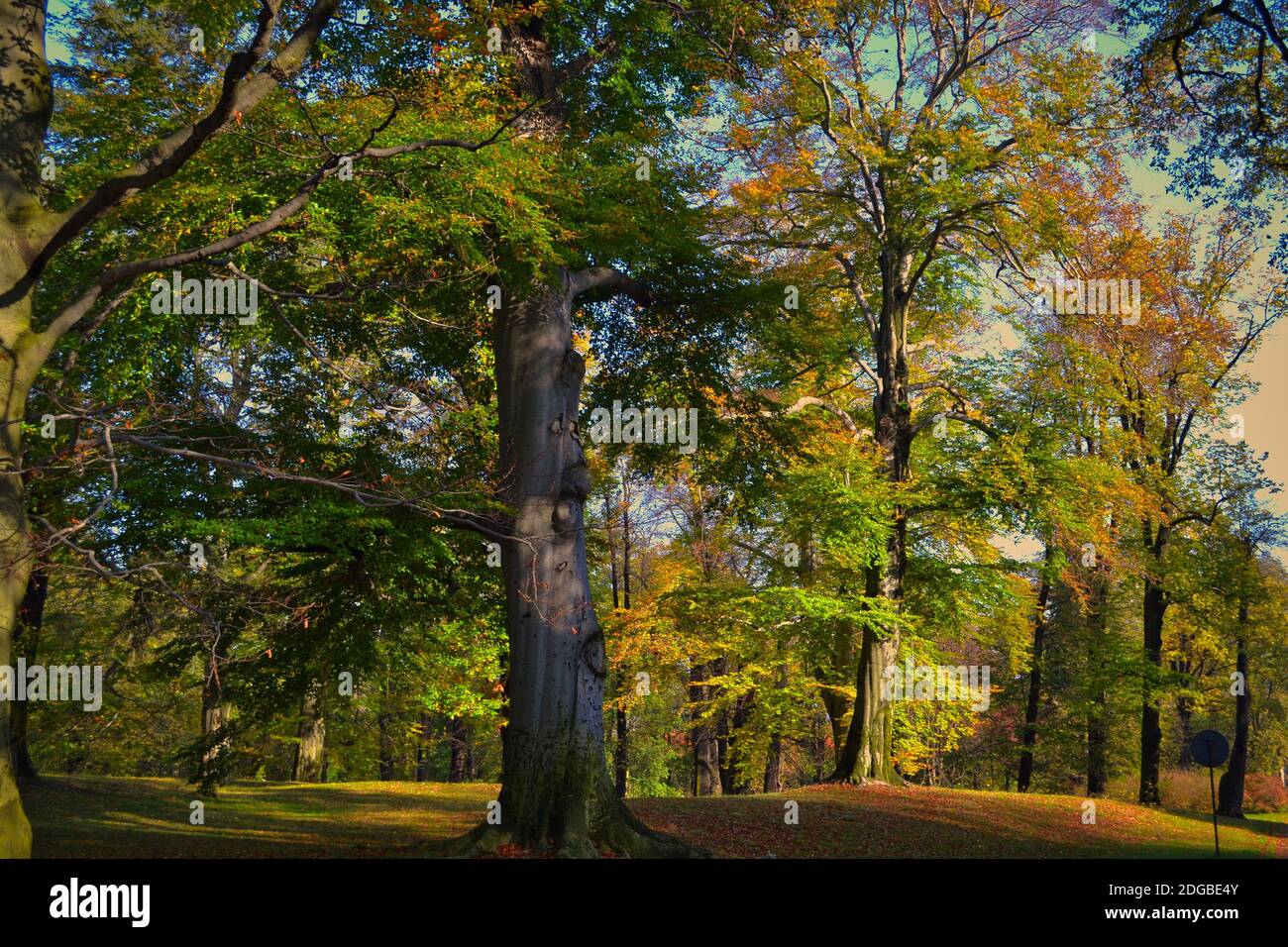 Old park with huge beech trees Stock Photo - Alamy