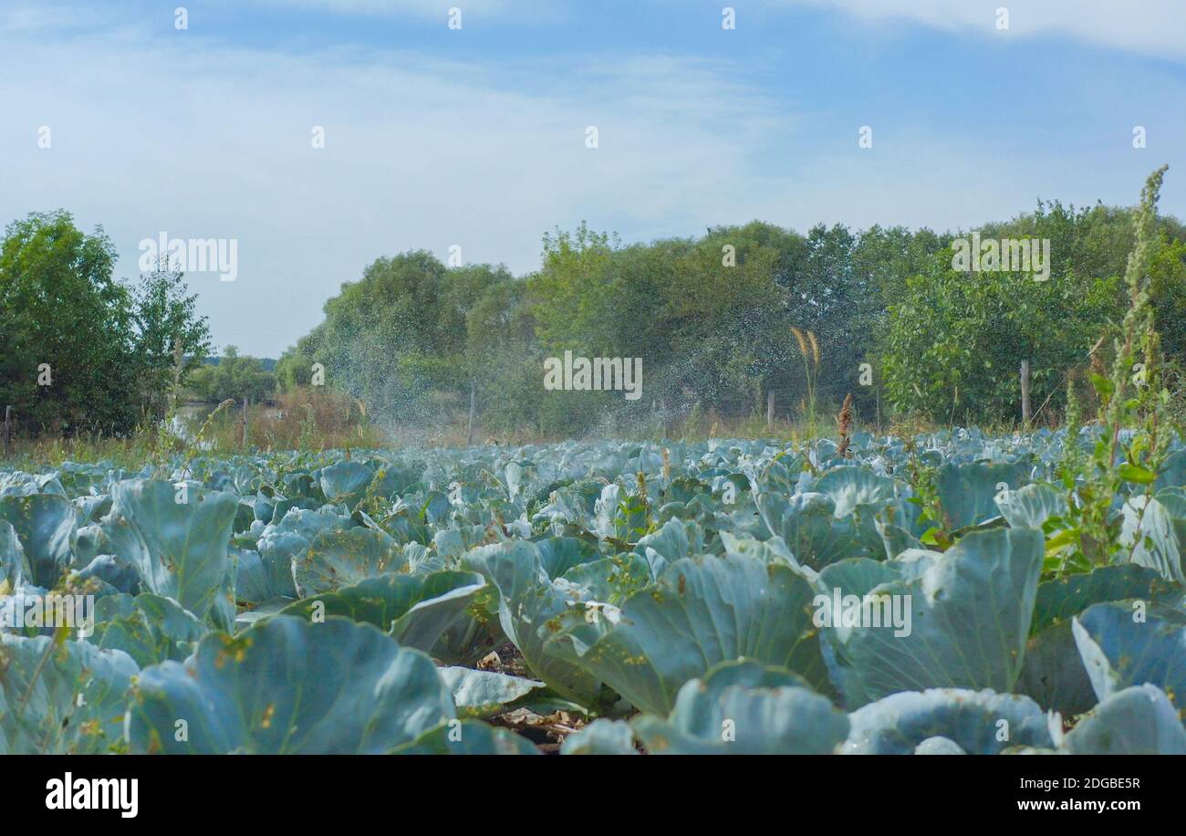 Irrigation system cabbage hi-res stock photography and images - Alamy