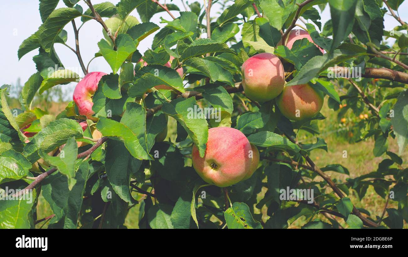 Querina hi-res stock photography and images - Alamy