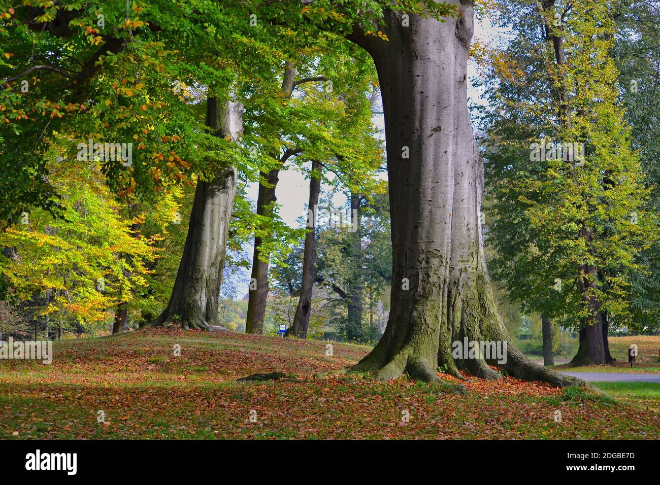 Old park with huge beech trees Stock Photo - Alamy