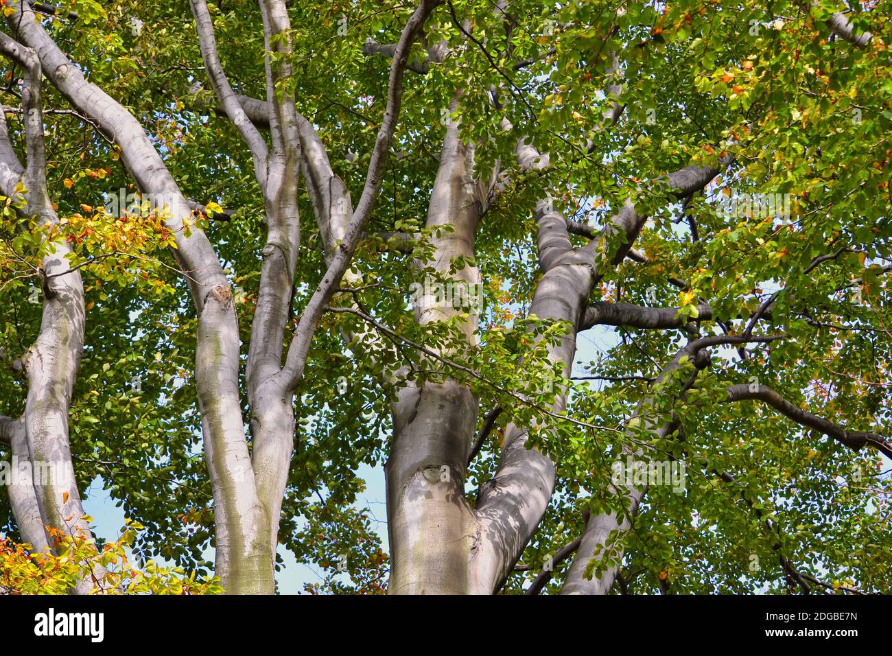 Old park with huge beech trees Stock Photo - Alamy