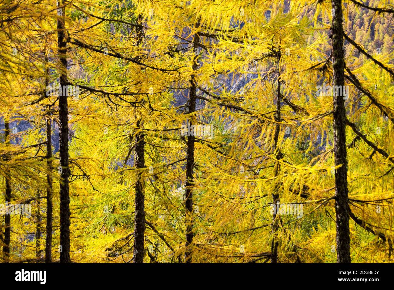 European larch (Larix decidua) woods in sun lit at autumn season Stock ...