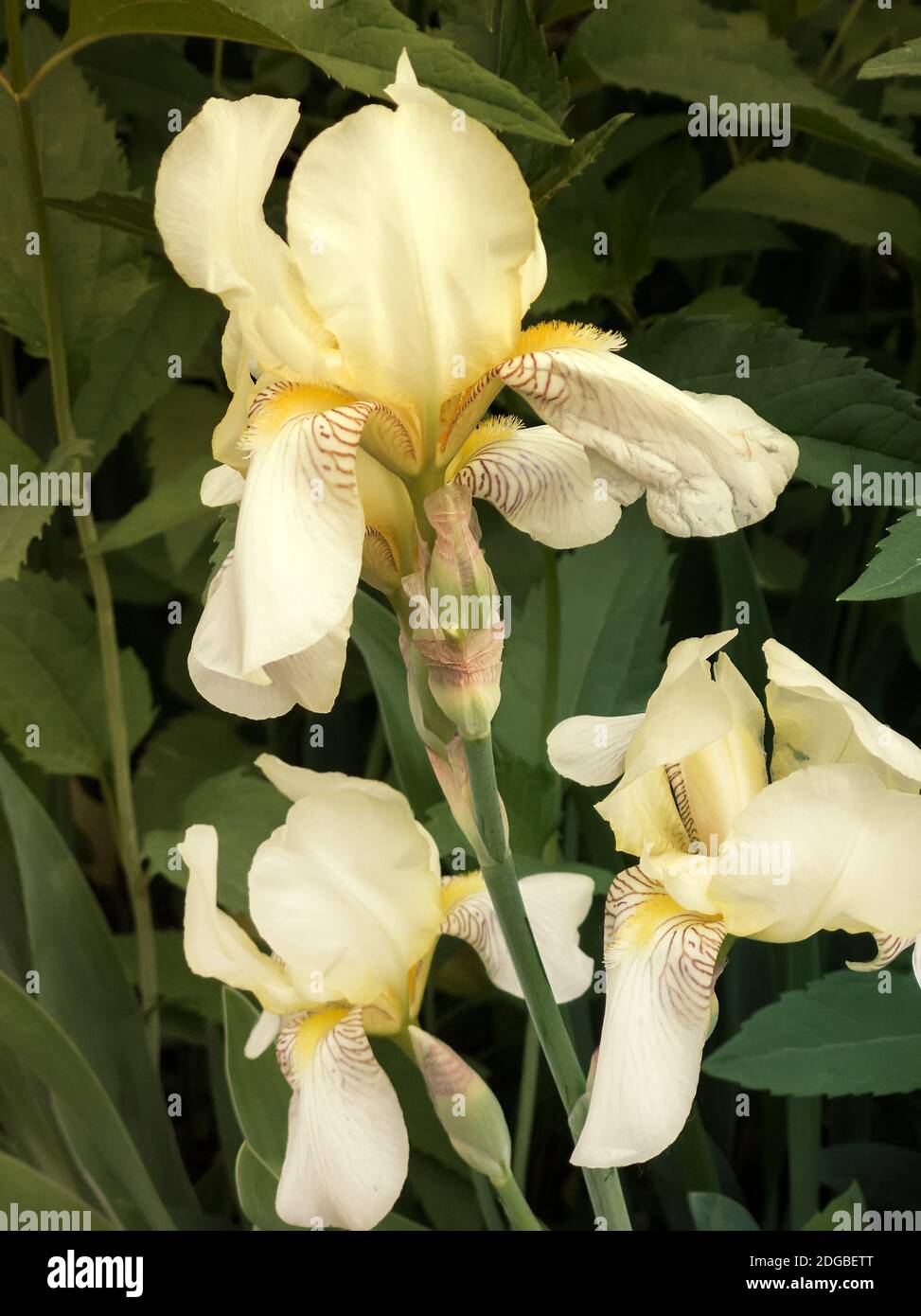 Yellow irises hi-res stock photography and images - Alamy