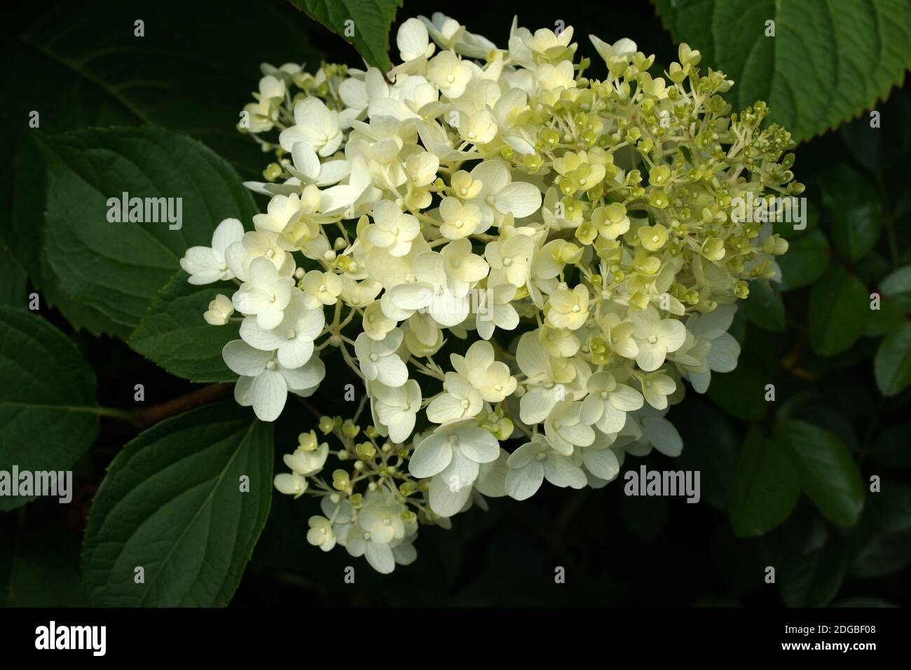 Hydrangea paniculata Pink Lady. Flower in the garden outdoors ...