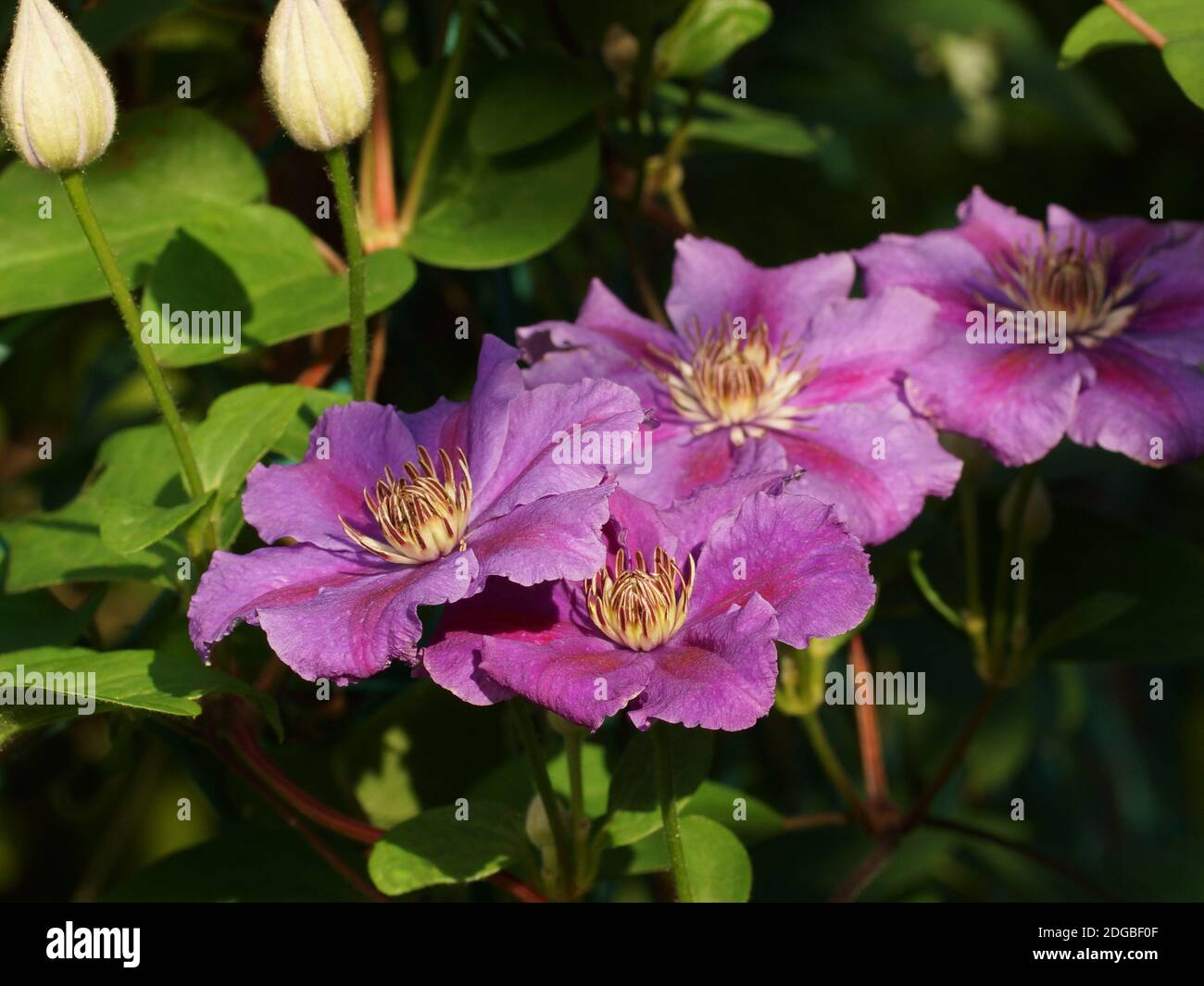 Clematis clematis ashva hi-res stock photography and images - Alamy