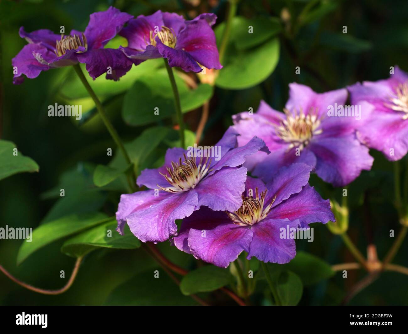 Beautiful summer flowers in a vertical garden gardening. Flowers ...