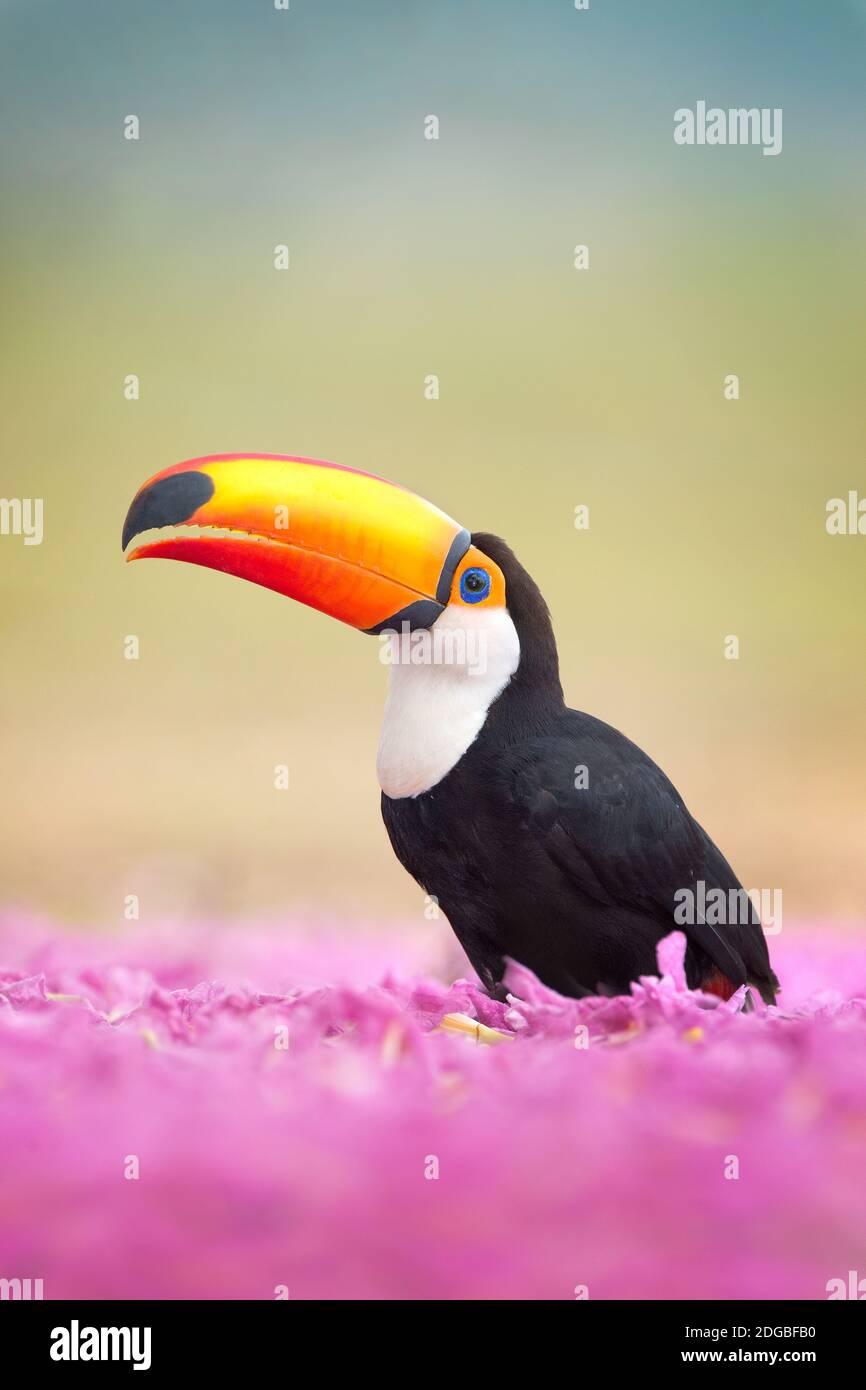 Toco toucan hi-res stock photography and images - Alamy