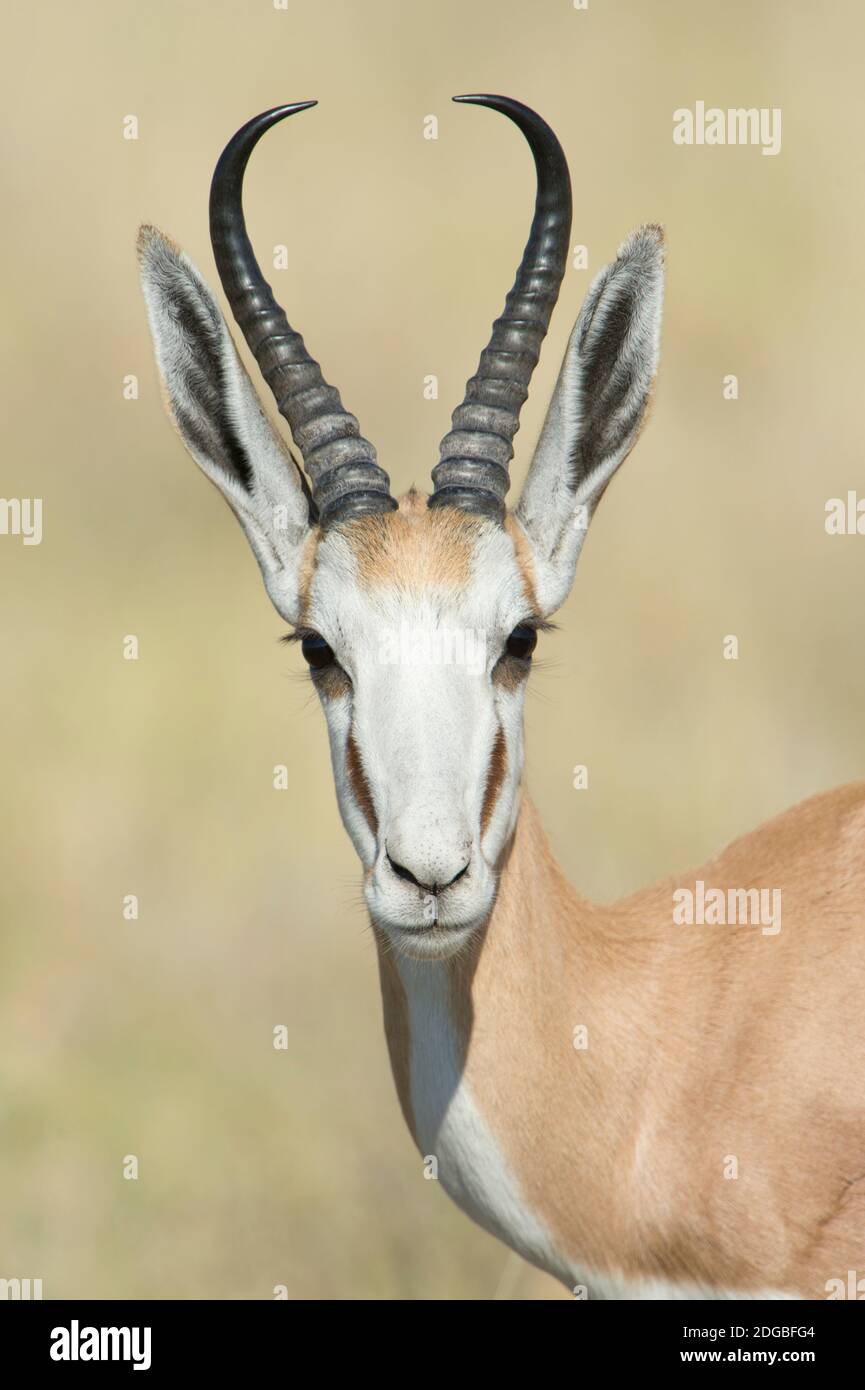 Springbok springbok antelope hi-res stock photography and images - Alamy