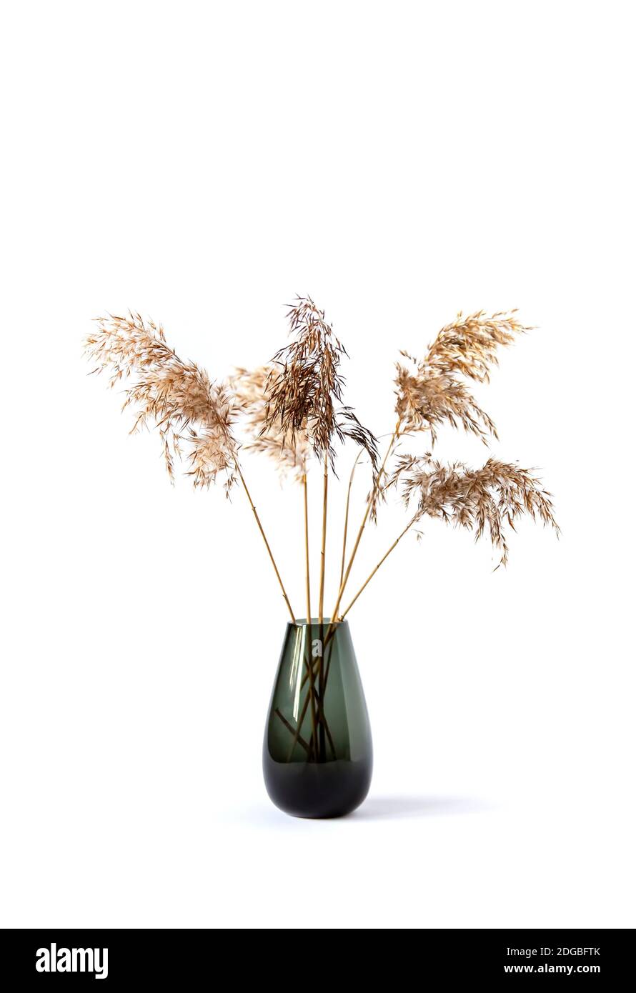 Natural dry reed plants in dark glass vase on white background Stock ...
