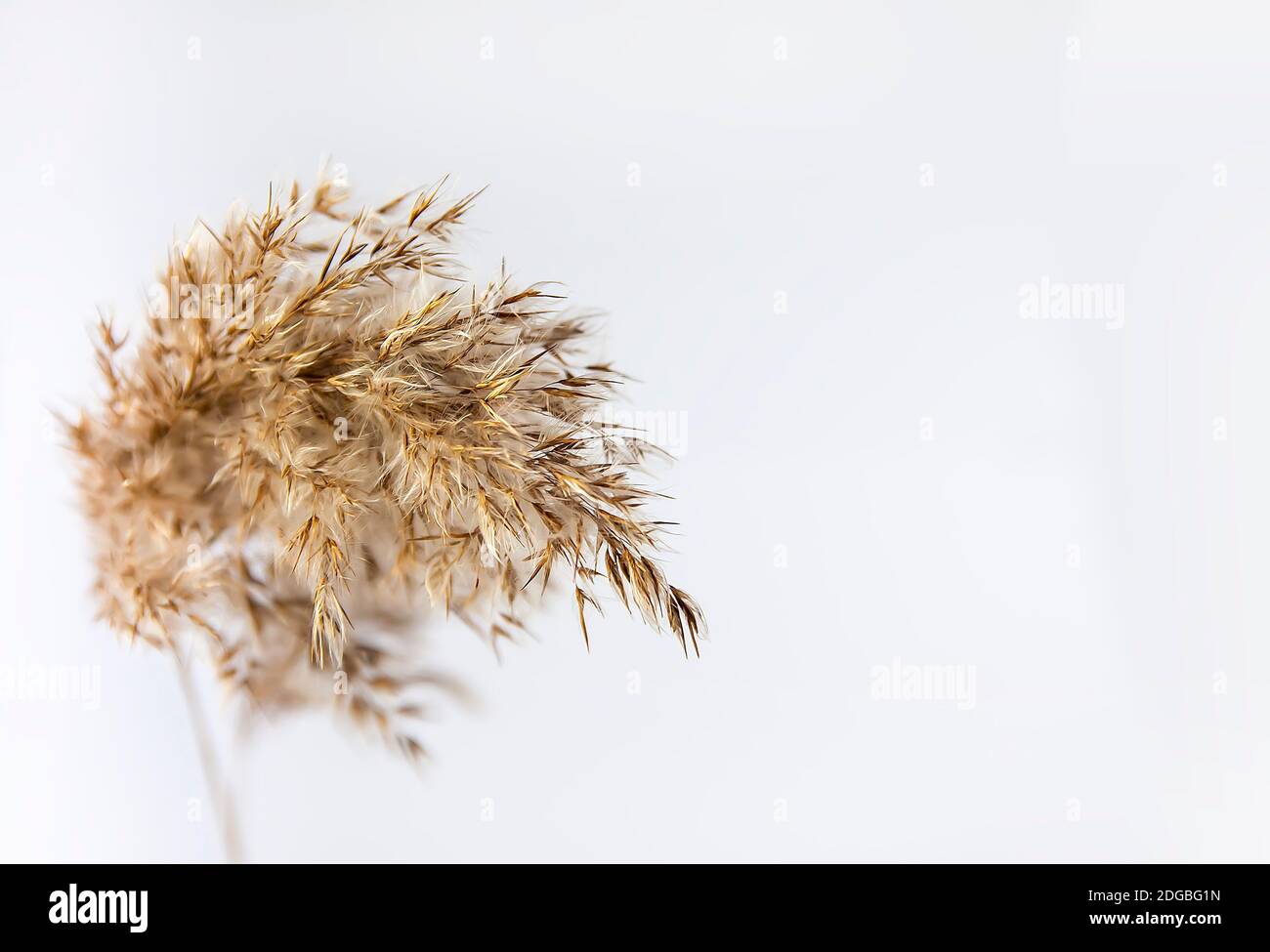 Natural dry reed plants on white background Stock Photo - Alamy