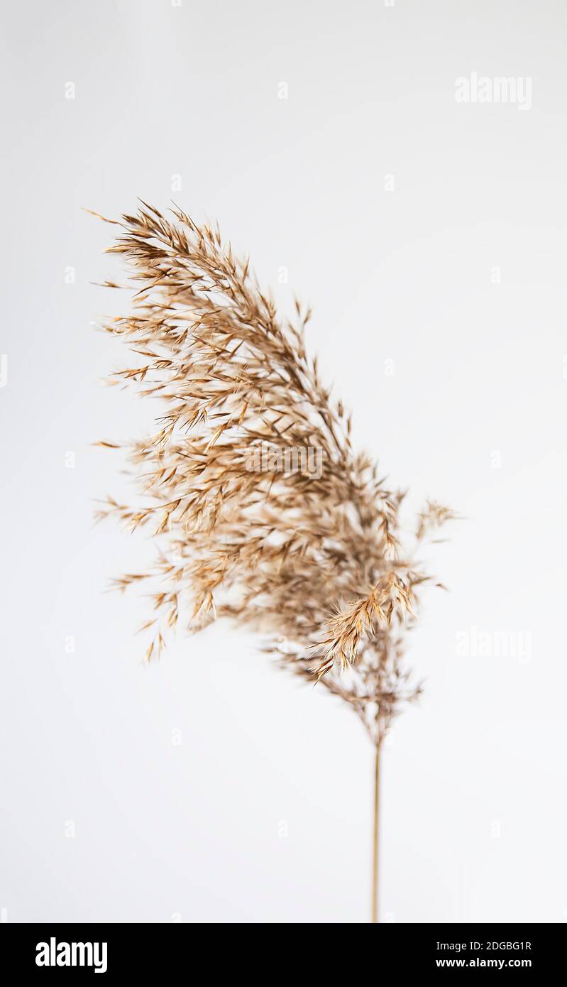 Natural dry reed plant on white background Stock Photo - Alamy