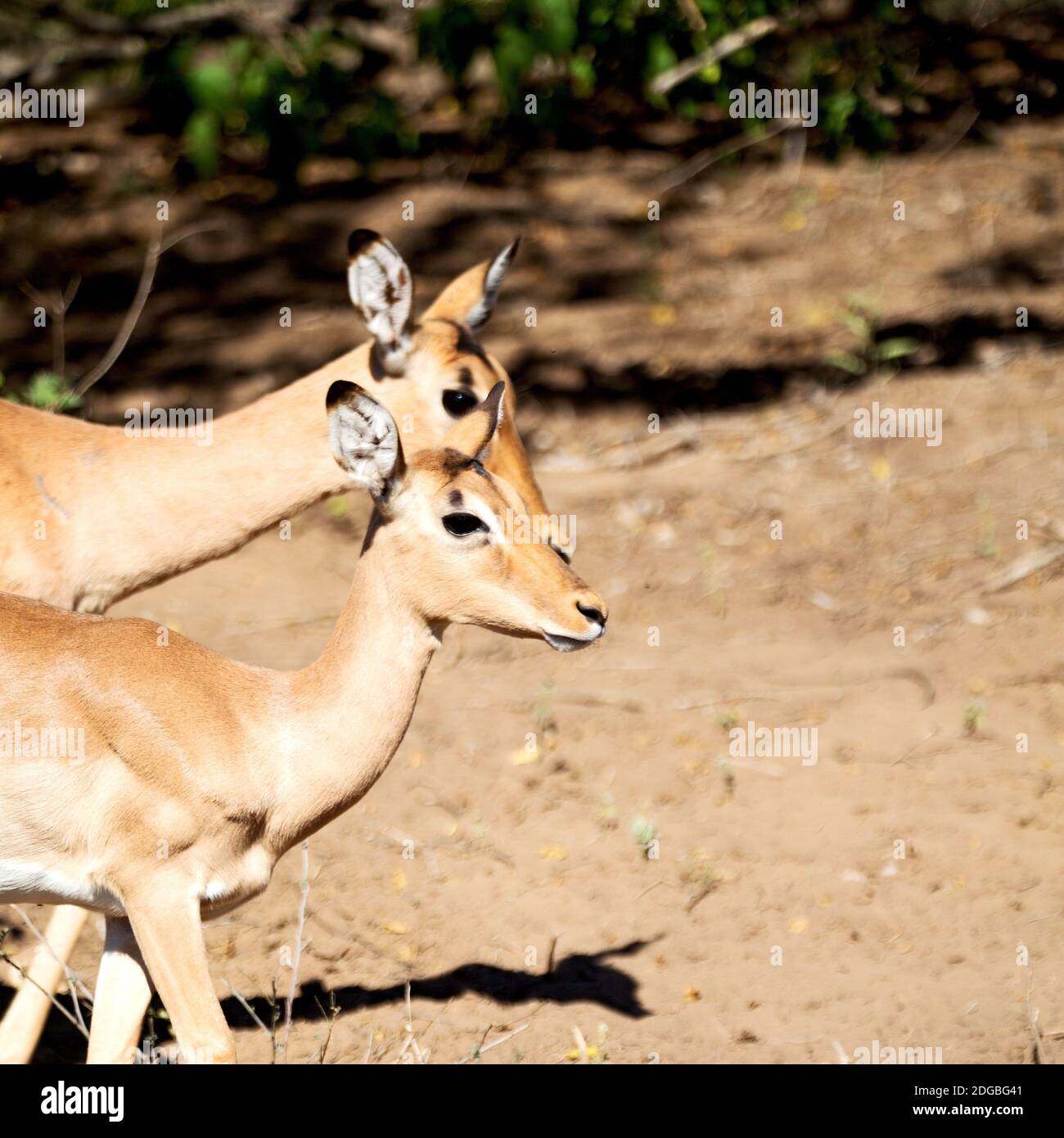 Portrait de springbok hi-res stock photography and images - Alamy