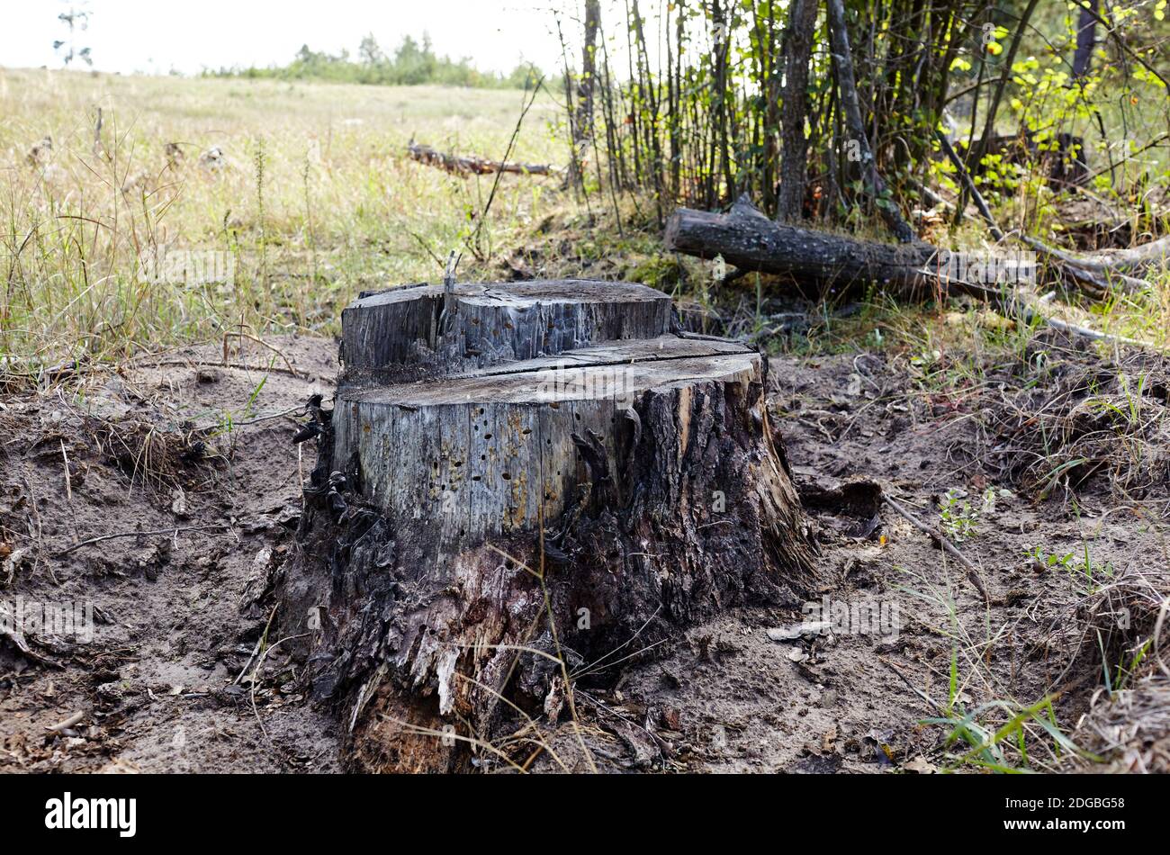 Tree stump in a bright forest. Tree stump after deforestation Stock ... Tree stump in a bright forest. Tree stump after deforestation Stock ...