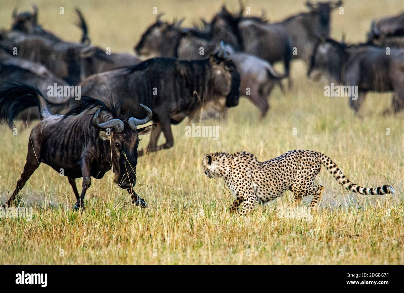 Cheetah Chasing Antelope High Resolution Stock Photography and Images ...