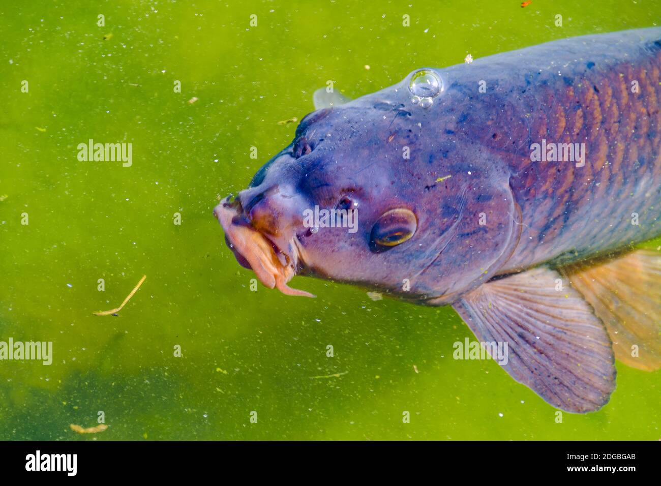 Big Fish at Pond, Matsumoto Castle, Japan Stock Photo - Alamy
