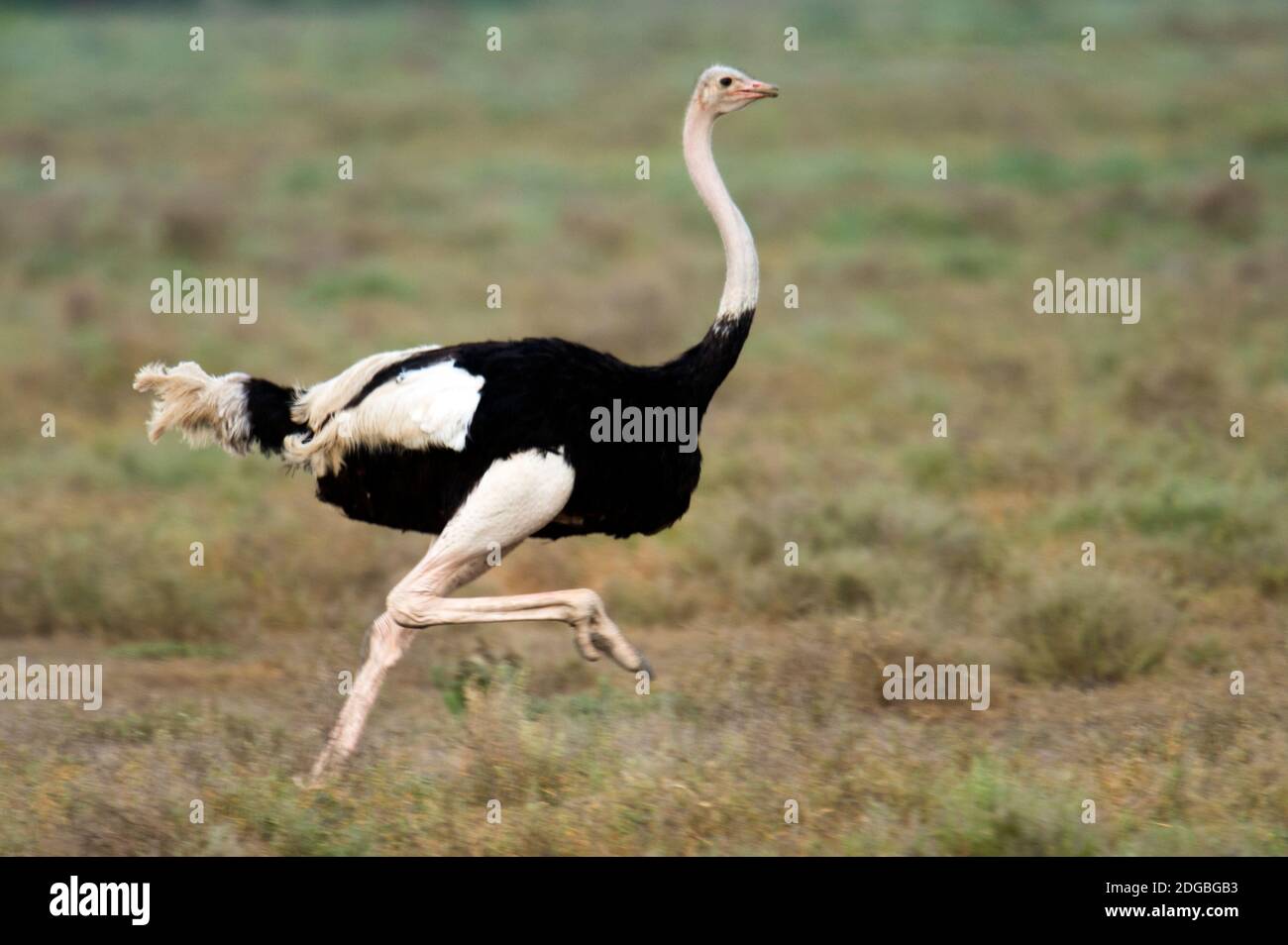 Ostrich Running From Cheetah