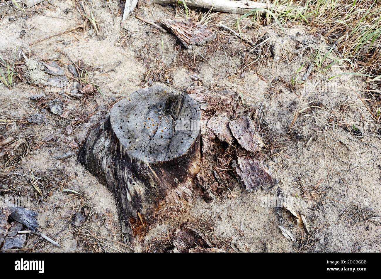 Tree stump in a bright forest. Tree stump after deforestation Stock ... Tree stump in a bright forest. Tree stump after deforestation Stock ...