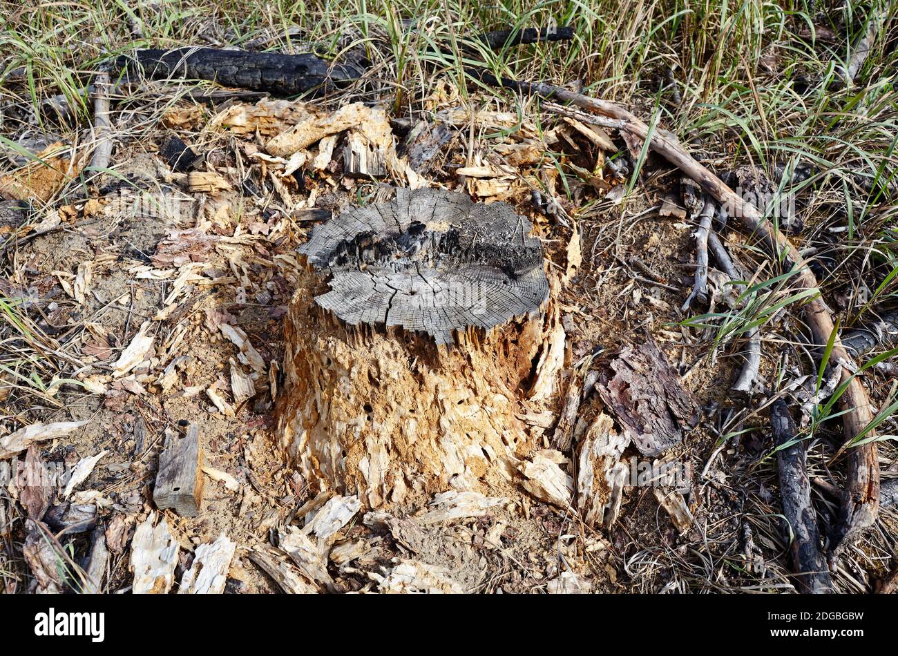 Tree stump in a bright forest. Tree stump after deforestation Stock ... Tree stump in a bright forest. Tree stump after deforestation Stock ...